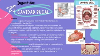 ANATOMIA Y FISIOLOGIA DEL APARATO DIGESTIVO.pdf