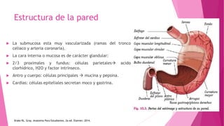 ANATOMIA Y FISIOLOGIA DEL APARATO DIGESTIVO.pdf