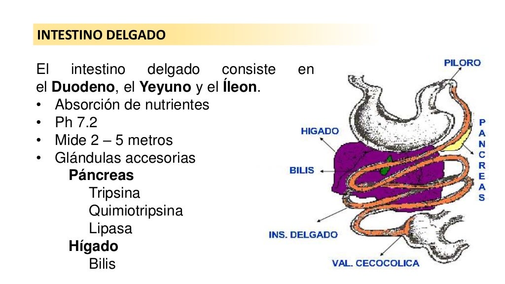 Anatomia y fisiologia del aparato digestivo del conejo