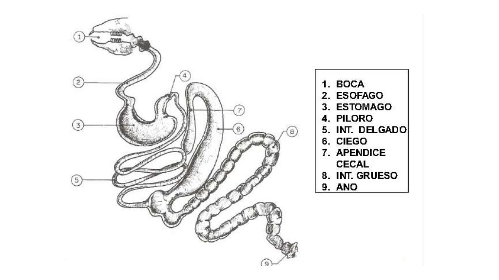 Aparato digestivo del conejo partes y funciones