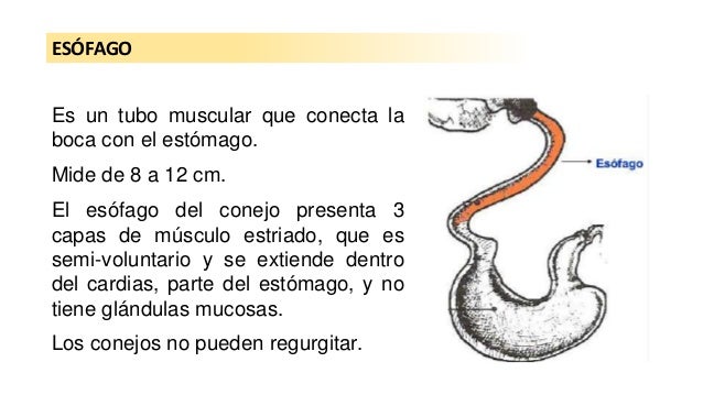 Anatomia y fisiologia del aparato digestivo del conejo