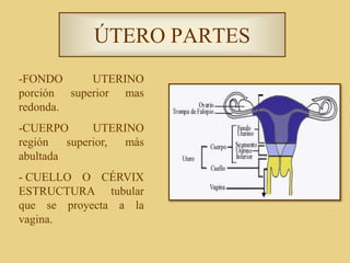 Anatomia y fisiologia del aparato reproductor | PPTX