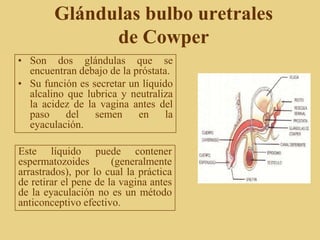 Anatomia y fisiologia del aparato reproductor | PPTX