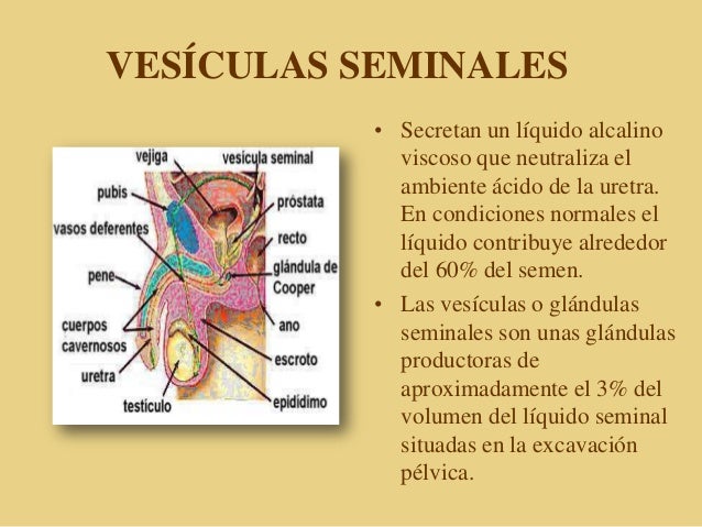 Anatomia y fisiologia del aparato reproductor