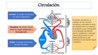 Anatomia y fisiologia del apart. cardiovascular. | PPTX