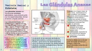 Anatomia y fisiologia del aparto reproductor masculino | PPTX