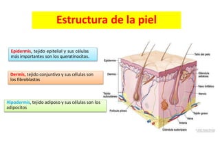 anatomiayfisiologiadelapiel-160929010620.pptx