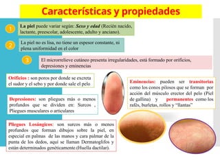 ANATOMIA_Y_FISIOLOGIA_DE_LA_PIEL.pptx ayuda | PPTX