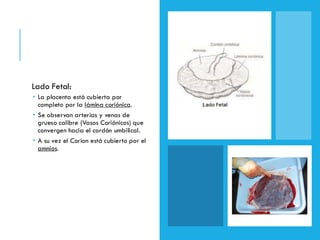 Anatomía y fisiología de la placenta .pdf