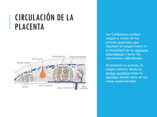 Anatomía y fisiología de la placenta .pdf