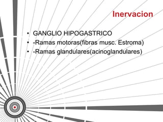 Anatomia y fisiologia de la prostata | PPTX
