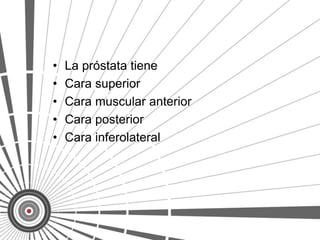 Anatomia y fisiologia de la prostata | PPTX