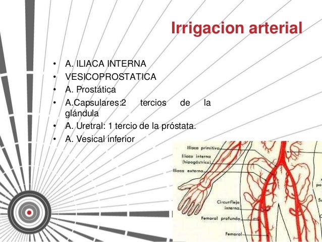 Anatomia y fisiologia de la prostata