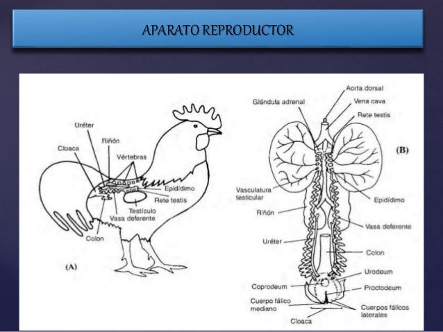 Anatomia y fisiologia de las aves mira y moposita