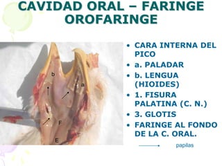 Anatomiayfisiologiadelas de las aves | PPT