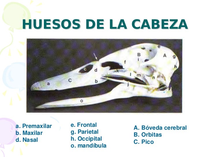 Anatomiayfisiologiadelas de las aves