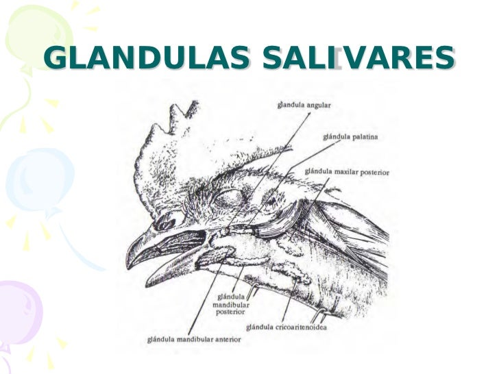 Anatomiayfisiologiadelas de las aves