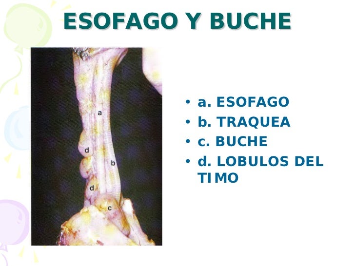 Anatomiayfisiologiadelas de las aves