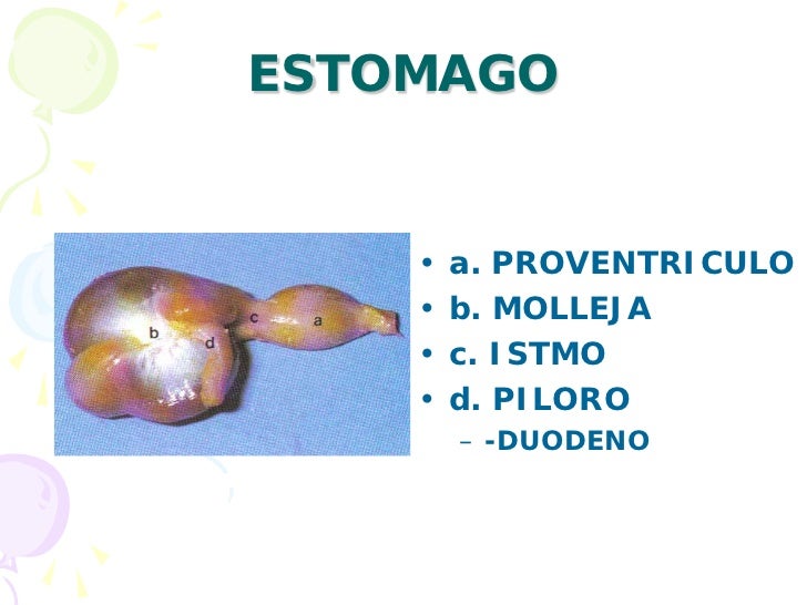 Anatomiayfisiologiadelas de las aves