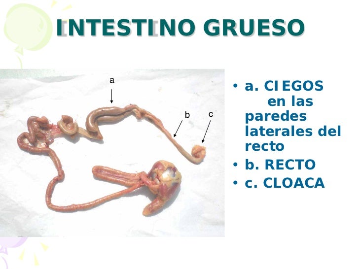 Aprende Todo lo Referente Sobre el Sistema Digestivo de las Aves