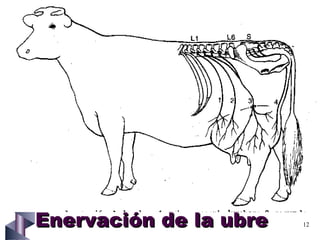 Anatomia y fisiologia de la ubre | PPT