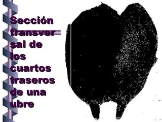 Anatomia y fisiologia de la ubre | PPT