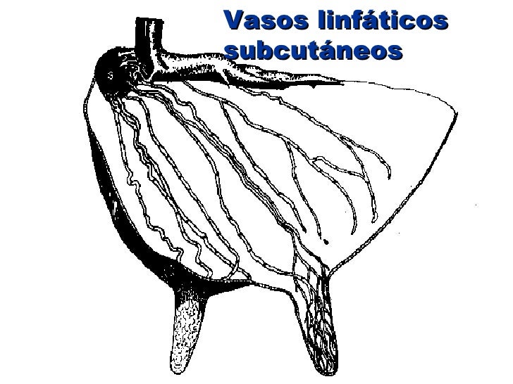 Anatomia y fisiologia de la ubre