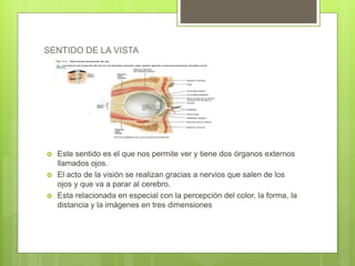 LA VISTA | PPTX