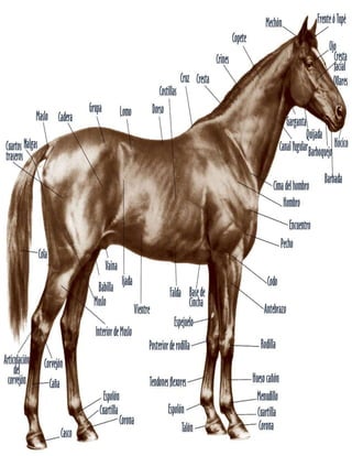 Anatomia y fisiologia del caballo | DOCX