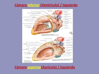 Anatomía y fisiología del corazón | PPTX