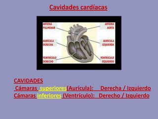 Anatomía y fisiología del corazón | PPTX