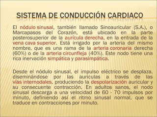 Anatomia y fisiologia del corazon | PPT