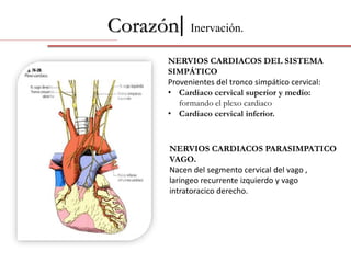 Anatomia y fisiologia del corazon | PPTX