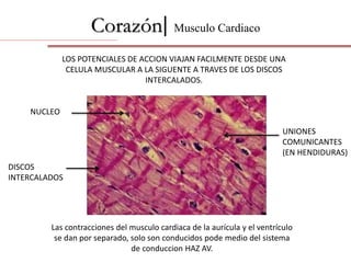 Anatomia y fisiologia del corazon | PPTX