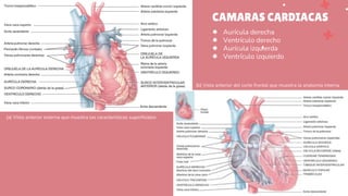Anatomía y fisiología del corazón | PPTX