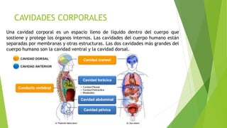 ANATOMIA Y FISIOLOGIA DEL CUERPO HUMANO.pptx
