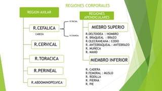 ANATOMIA Y FISIOLOGIA DEL CUERPO HUMANO.pptx