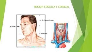 ANATOMIA Y FISIOLOGIA DEL CUERPO HUMANO.pptx