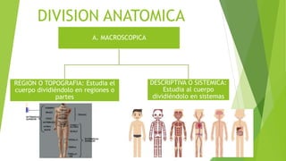 ANATOMIA Y FISIOLOGIA DEL CUERPO HUMANO.pptx