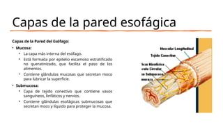 Anatomía y fisiología del esófago (1).pptx