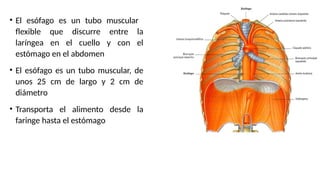 Anatomia y fisiologia del esofago y estomago seminario cirugia.pptx