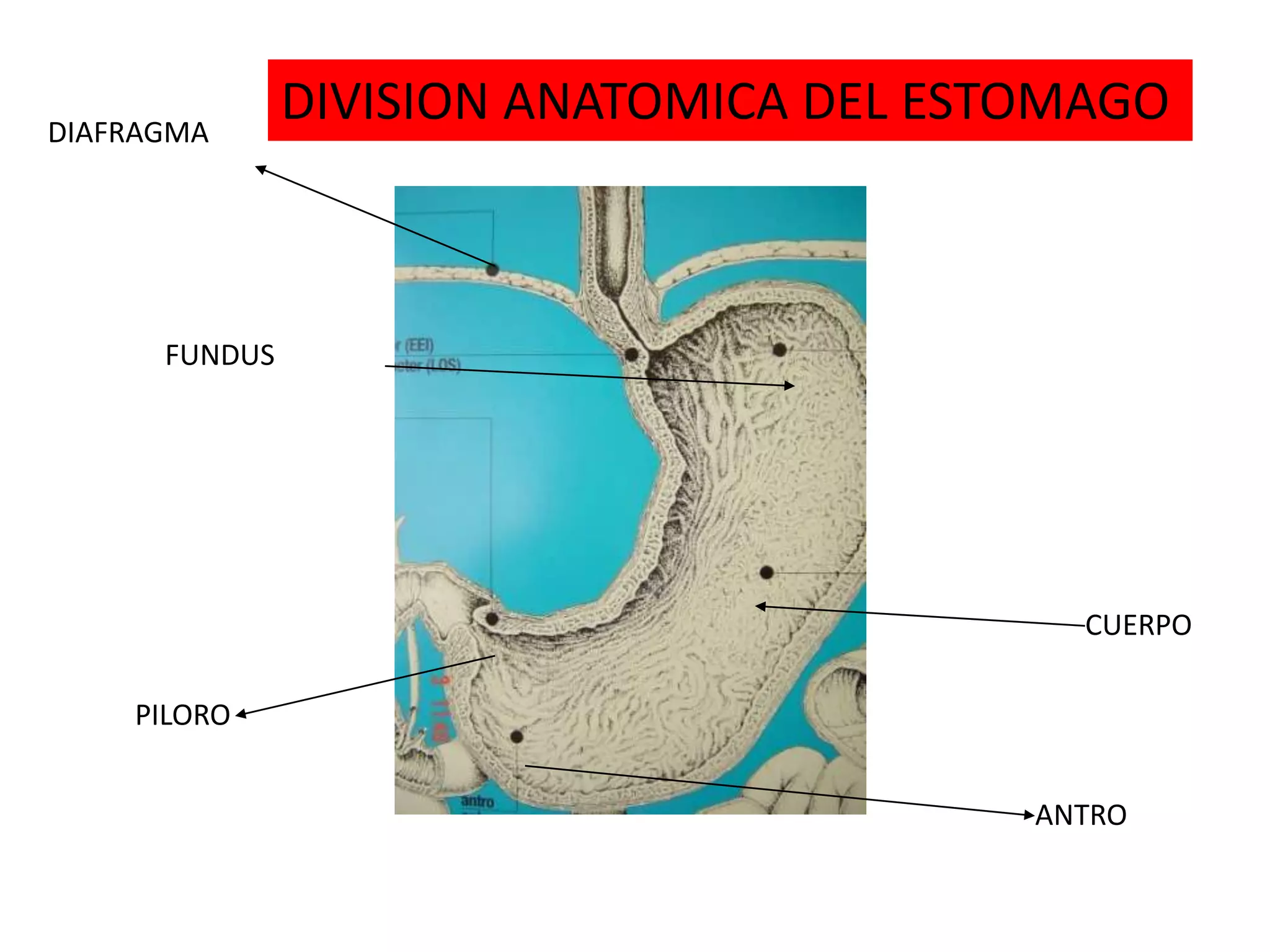 Anatomia y fisiologia del estomago | PPTX | Biological Sciences | Science