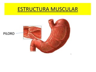 Anatomia y fisiologia del estomago | PPTX