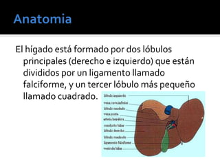 Anatomia y fisiologia del higado | PPTX