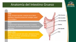 Aanatomia y fisiologia del intestino.pdf