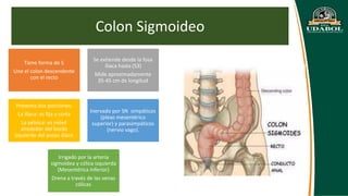 Aanatomia y fisiologia del intestino.pdf