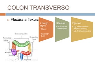 Anatomia y fisiologia del intestino grueso | PPTX