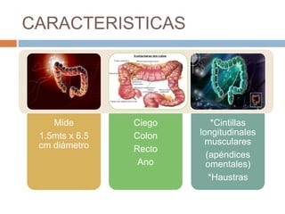 Anatomia y fisiologia del intestino grueso | PPTX