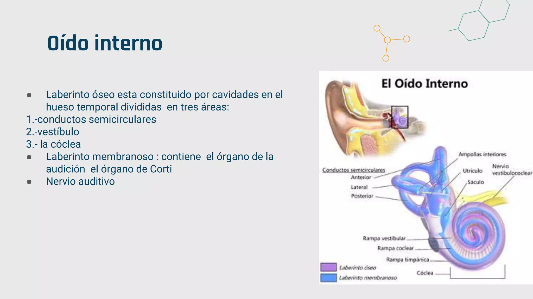 Anatomia y fisiologia del oído.pptx