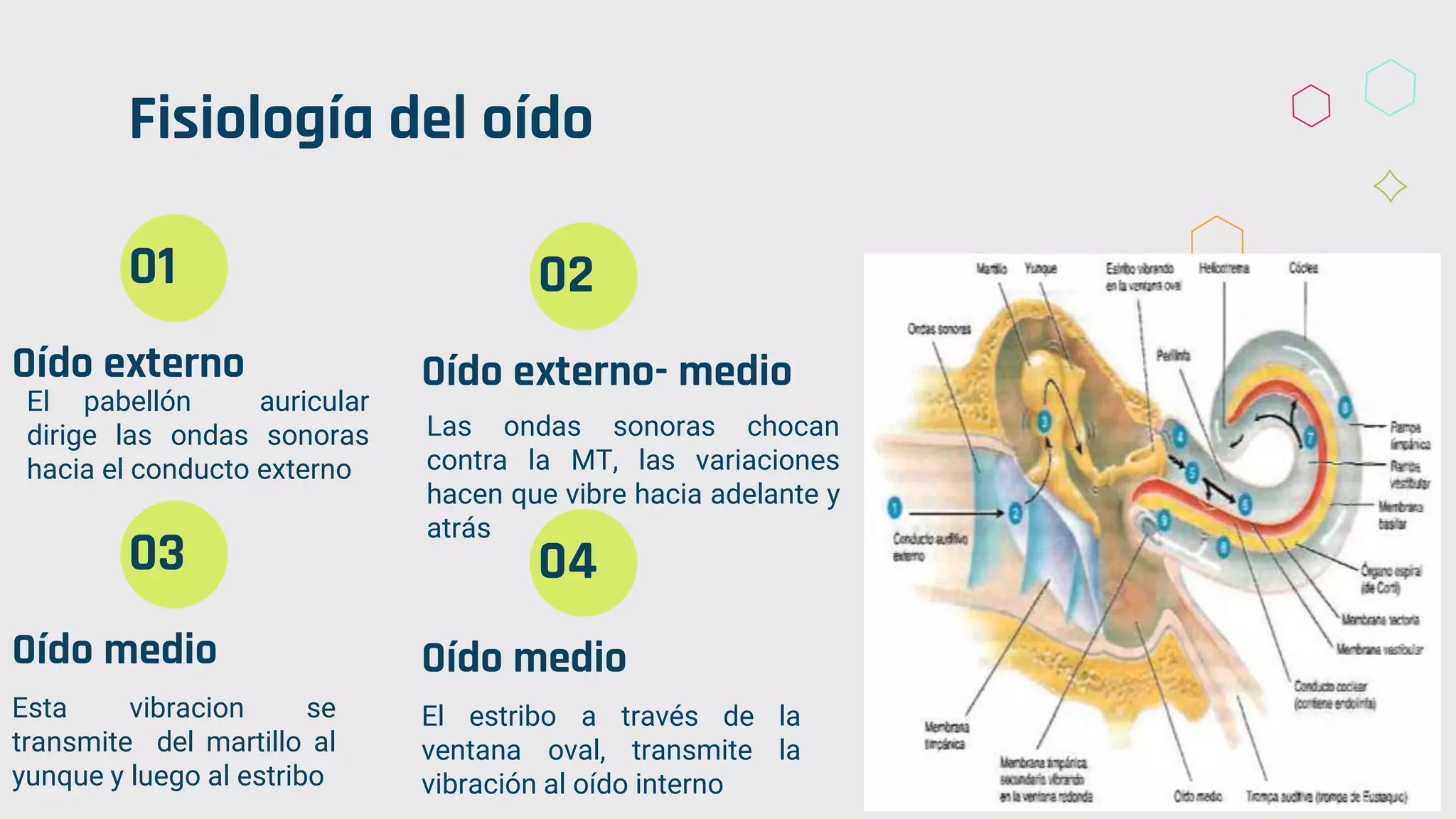 Anatomia y fisiologia del oído.pptx